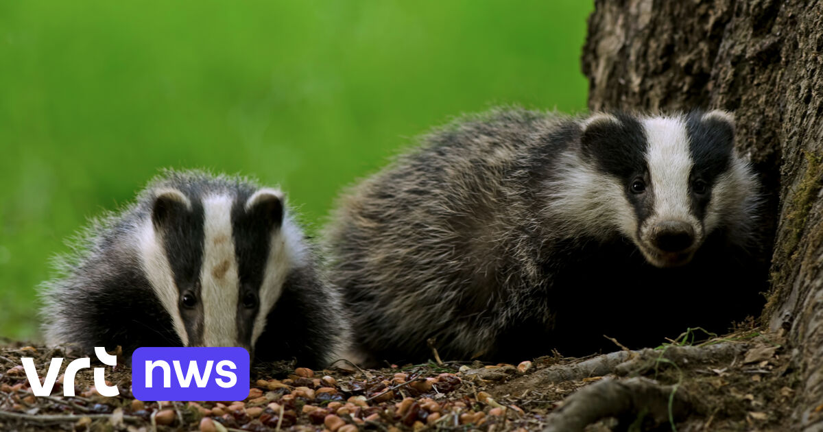 Dassen leggen deel van treinverkeer zeker week stil in Nederland | VRT ...