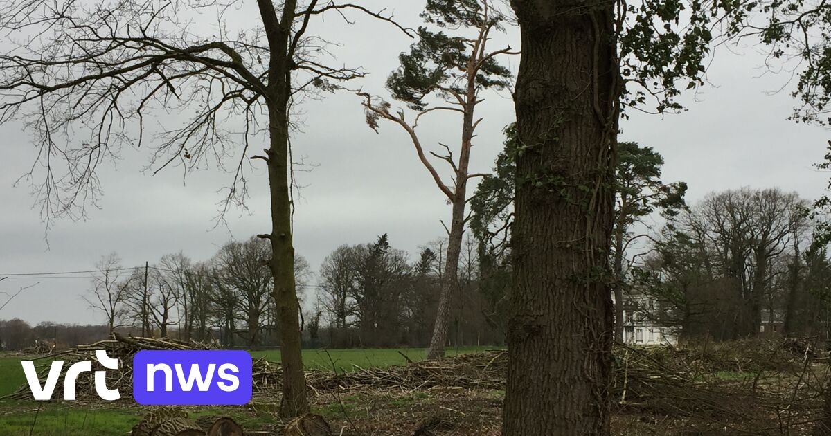 Rechtszaak illegale bomenkap Manu Appeltans uitgesteld naar 2026: "We ...