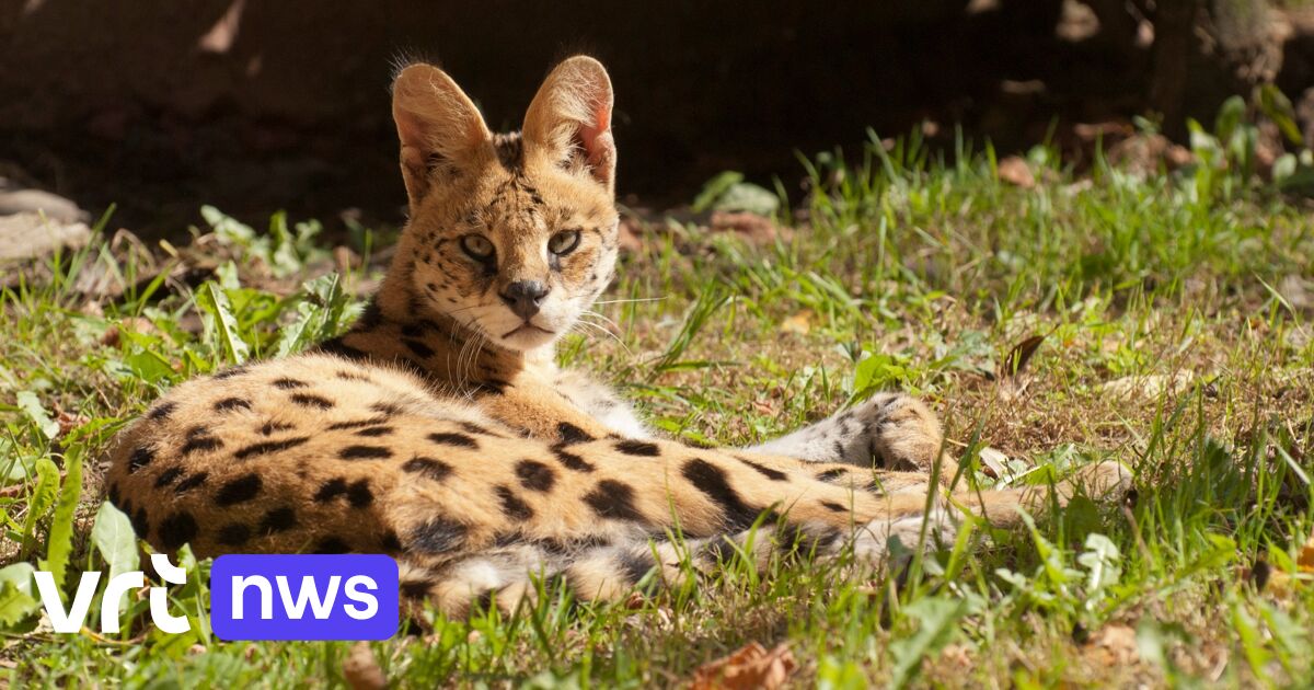 Exotische kat wandelt samen met jong door straten van Gent | VRT NWS ...