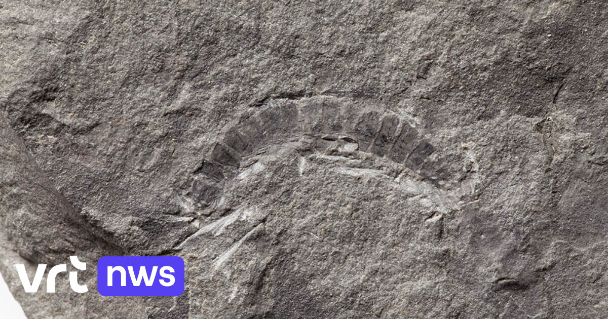 Oudste 'insect' ter wereld is een 425 miljoen jaar oude fossiele ...