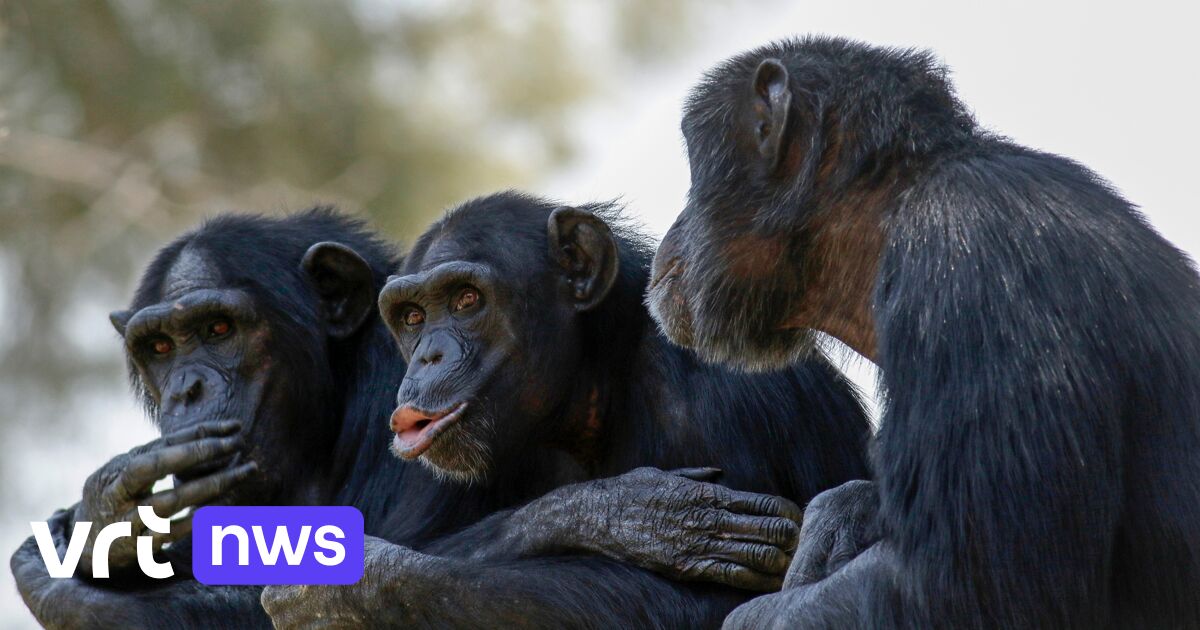 Blij, bang, boos? Mensen kunnen afleiden hoe chimpansees zich voelen ...