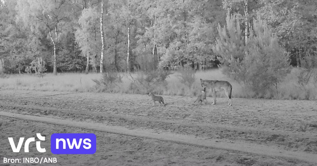 Genoeg wolven om boek te vullen: Jan Loos schrijft "In het spoor van de ...