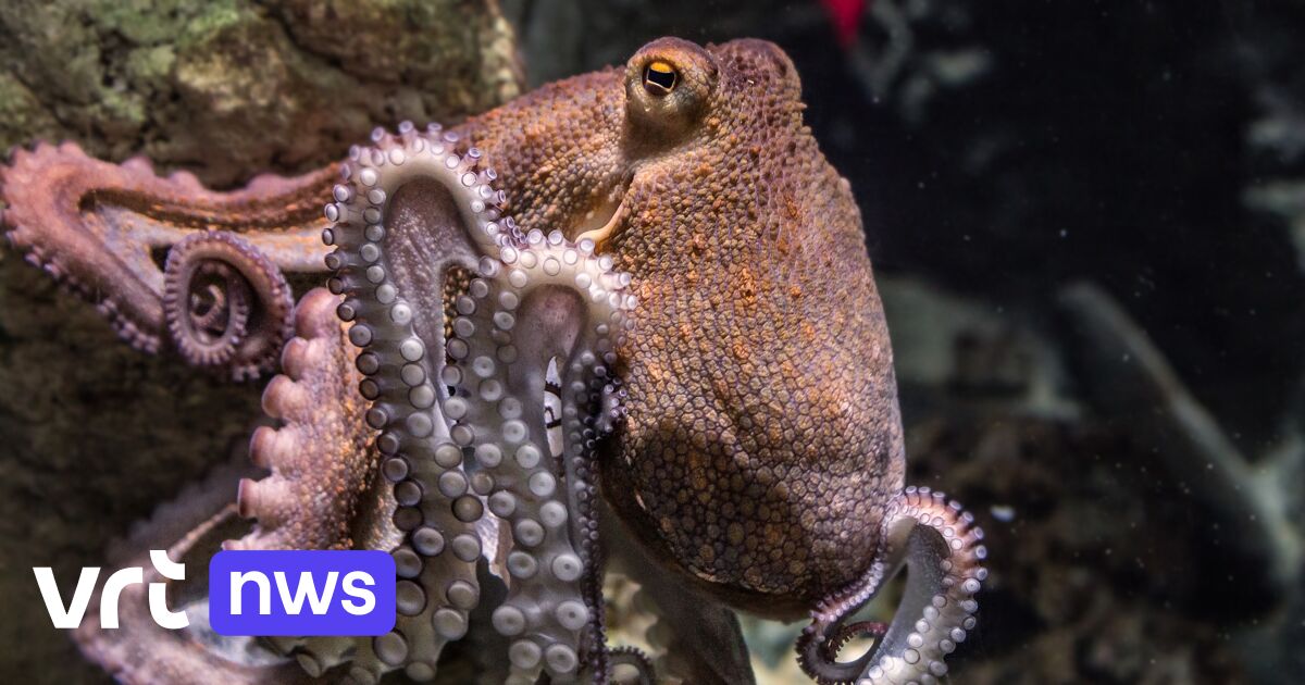Straat in Gent afgesloten nadat man bokaal met octopussen op sterk ...