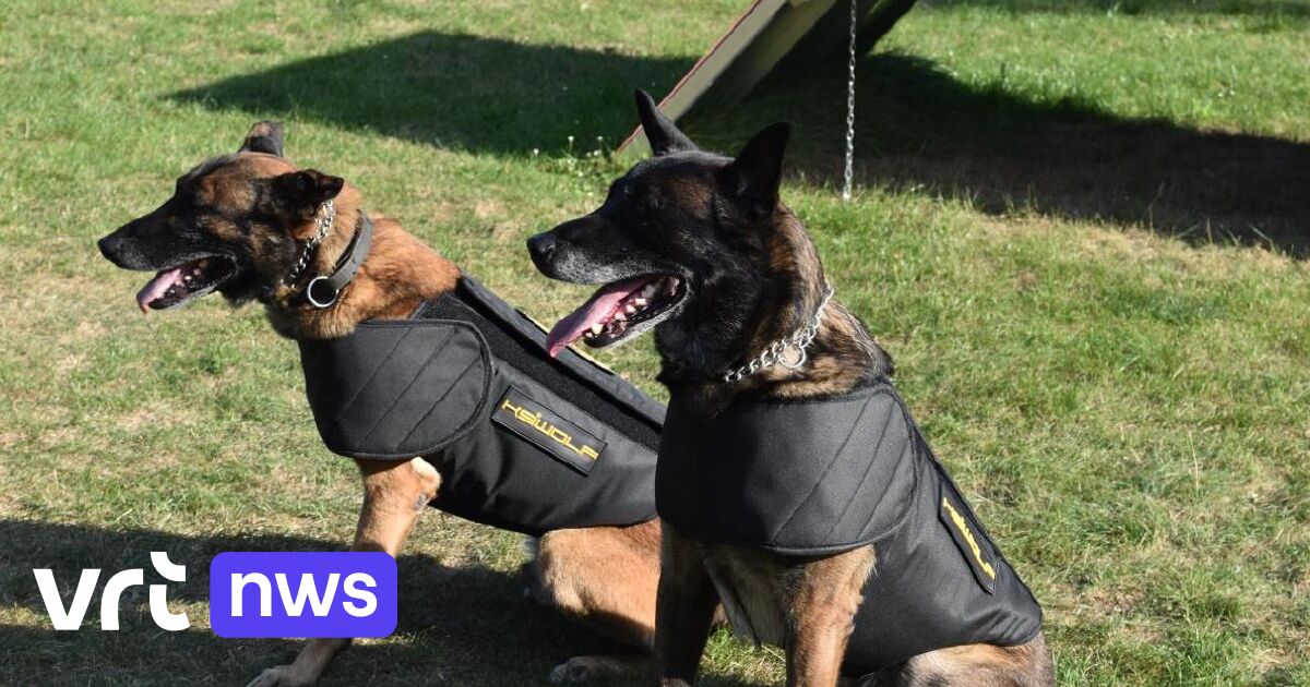 Brusselse politiehonden krijgen "steekwerende vesten" op ...