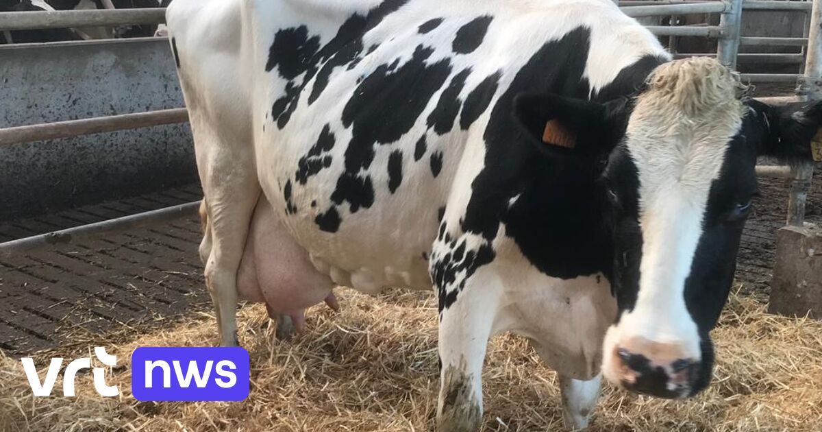 14-jarige "Melkkoe 107" uit Peer produceerde al 145.000 (!) liter melk ...