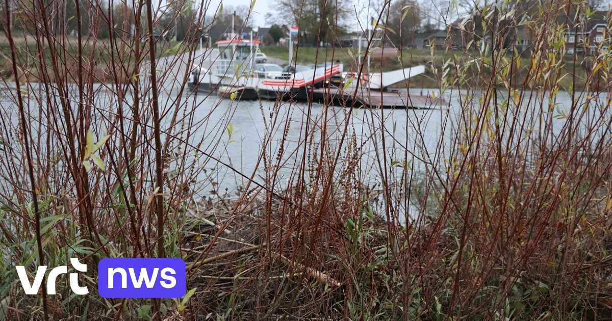 Bever bouwt hut pal naast veerpont in Maasmechelen | VRT NWS: nieuws