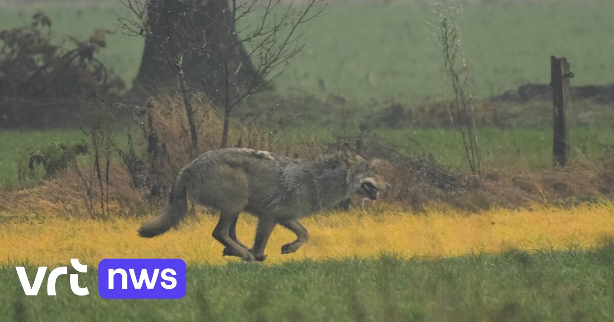 More than 50 sightings of Limburg wolf pack received last year | VRT ...