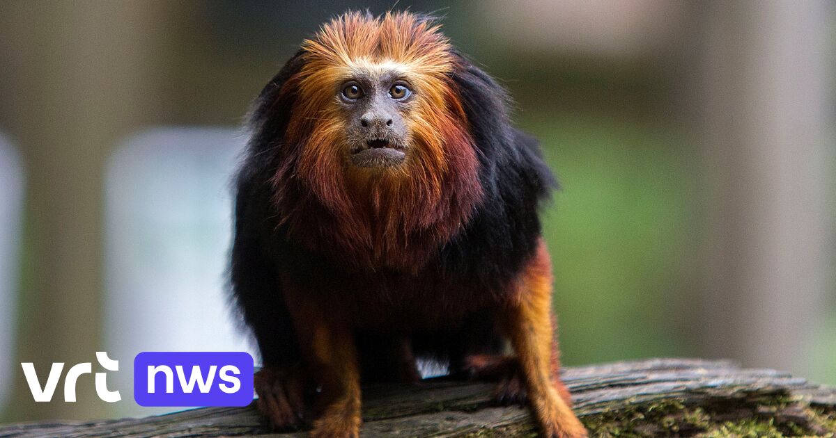 Les propriétaires d'un singe-lion le libèrent pour échapper à un ...