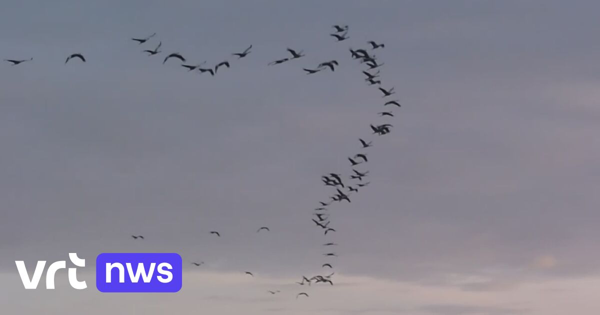 Cranes overfly Belgium on their way to breeding areas | VRT NWS: news