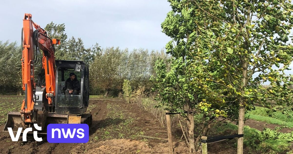 Un refuge pour arbres à Nazareth donne une seconde vie aux plantations ...