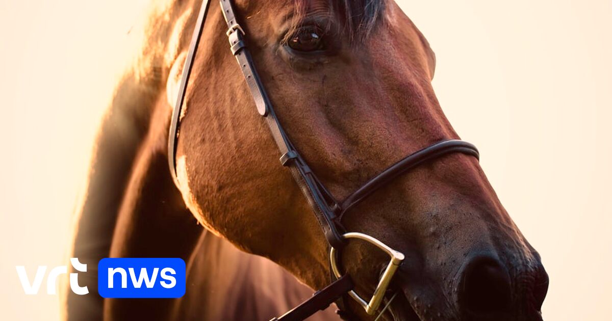 Man overlijdt na val van paard in Berendrecht | VRT NWS Nieuws