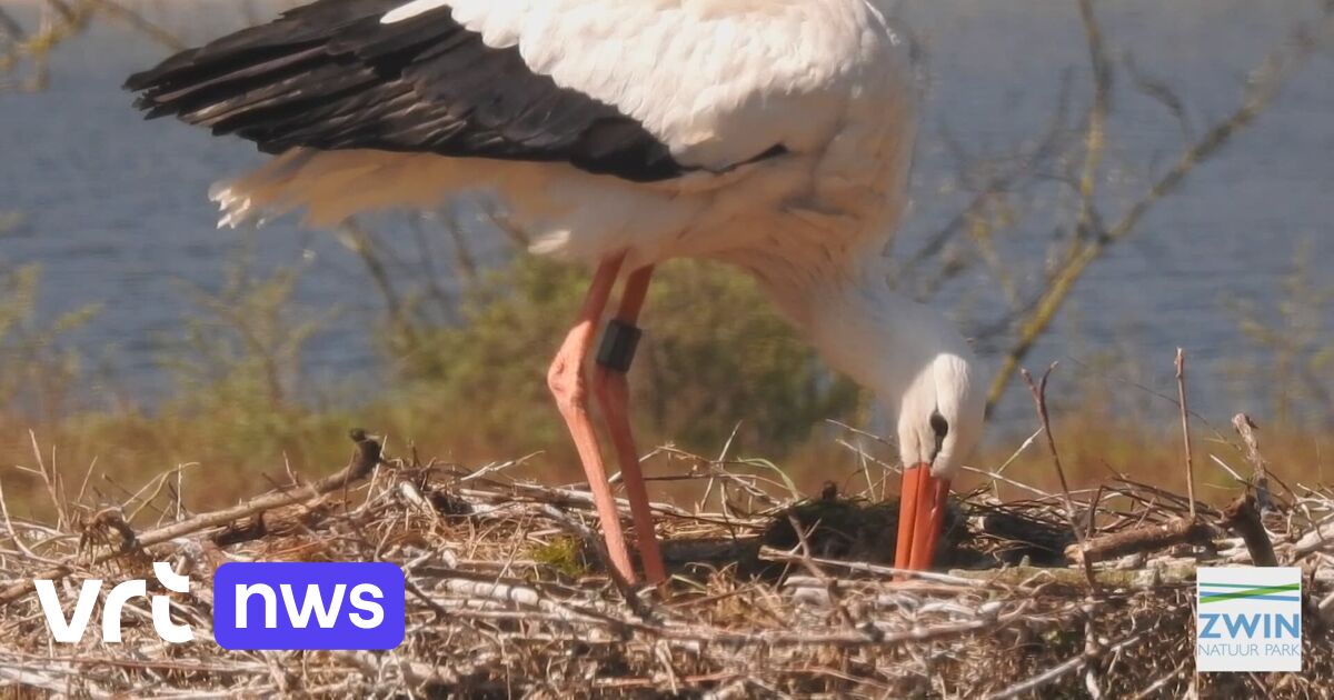 First baby stork of the year hatches at Het Zwin | VRT NWS: news