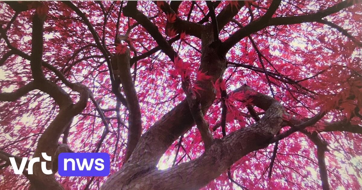 80-jarige exclusieve Japanse boom geveild ten voordele van VZW De ...
