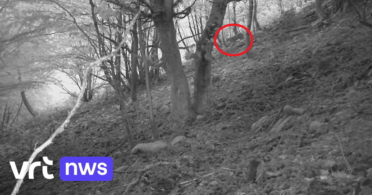 "Phantom of the forest" finally caught on camera | VRT NWS: news