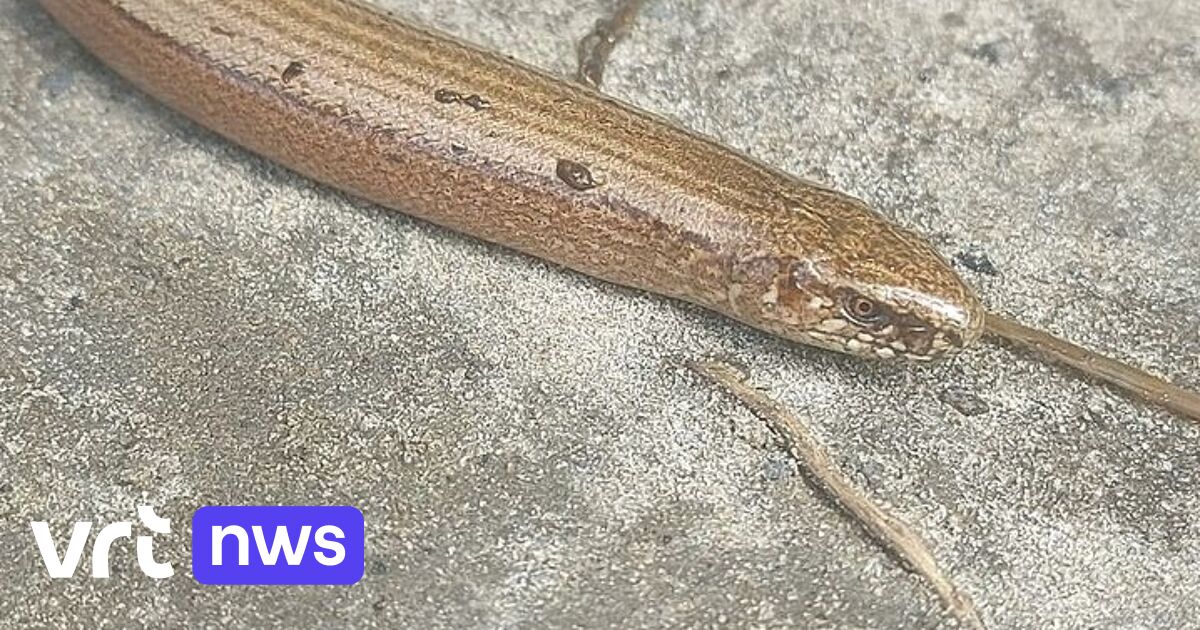 Hazelworm (een hagedis zonder poten) gespot in Gents natuurgebied: "We ...