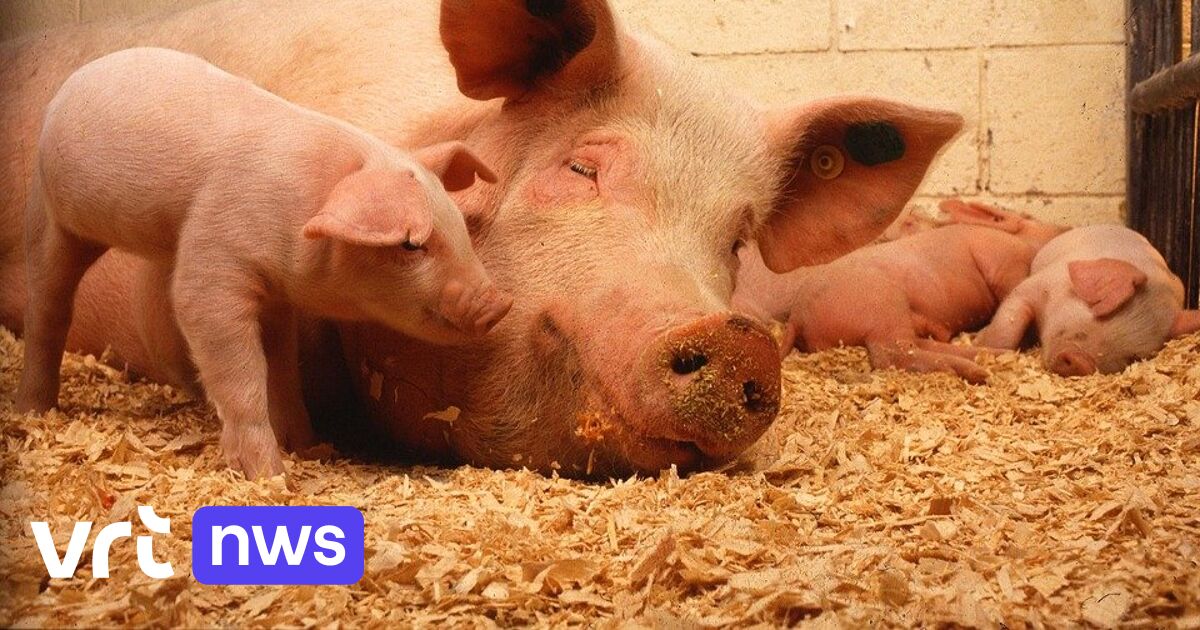 Brandweer moet 34 varkens redden uit aalput | VRT NWS: nieuws