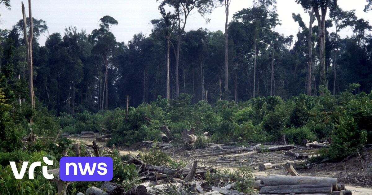 Tropisch woud kan zich na ontbossing relatief snel herstellen, tot 80 ...