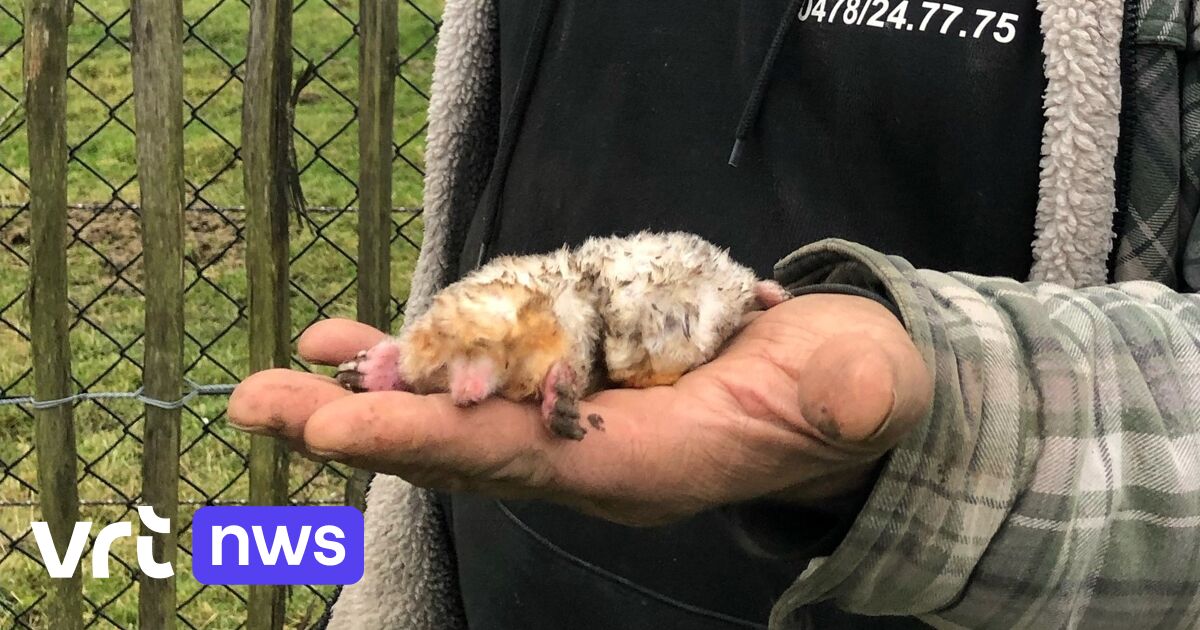 Man vangt zeldzame witte mol met albinisme in Opdorp: "Een dikke trofee ...