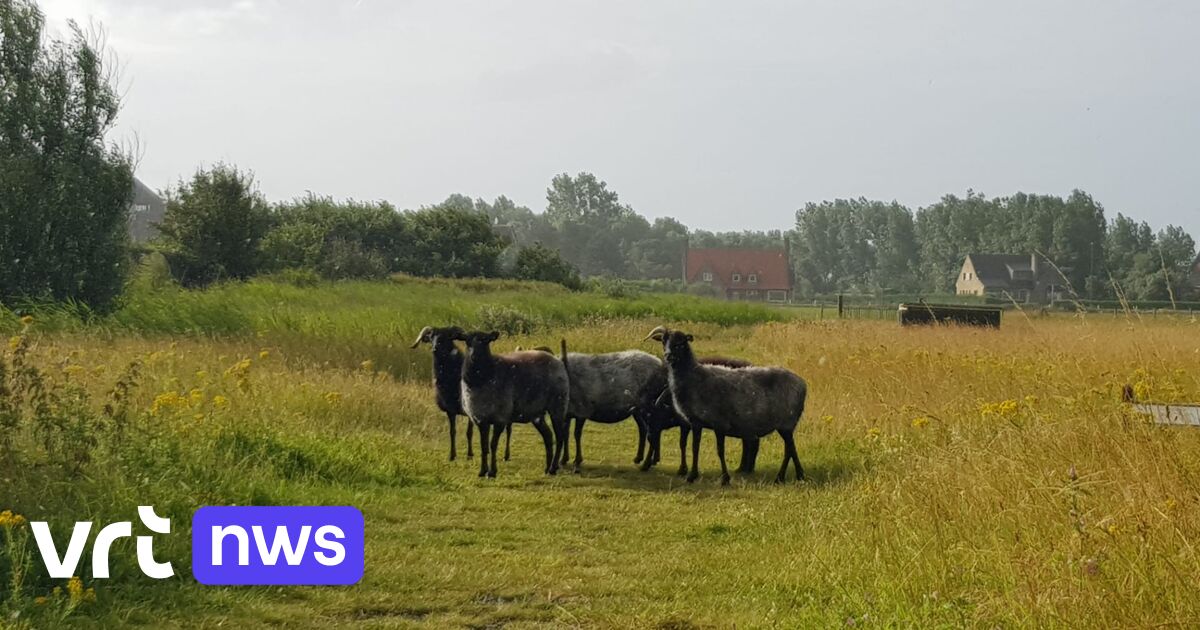 Schaap doodgebeten door loslopende hond in natuurgebied Mariakerke ...