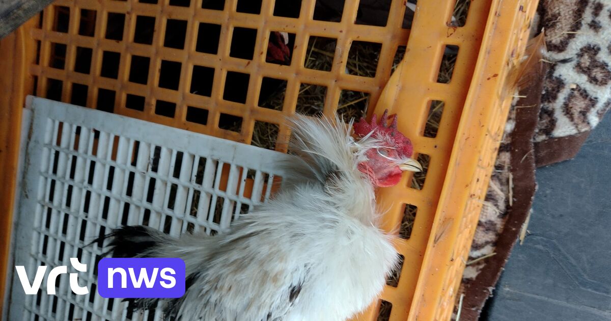 Kippen vermist en haan de nek omgedraaid: vandalen laten spoor van ...