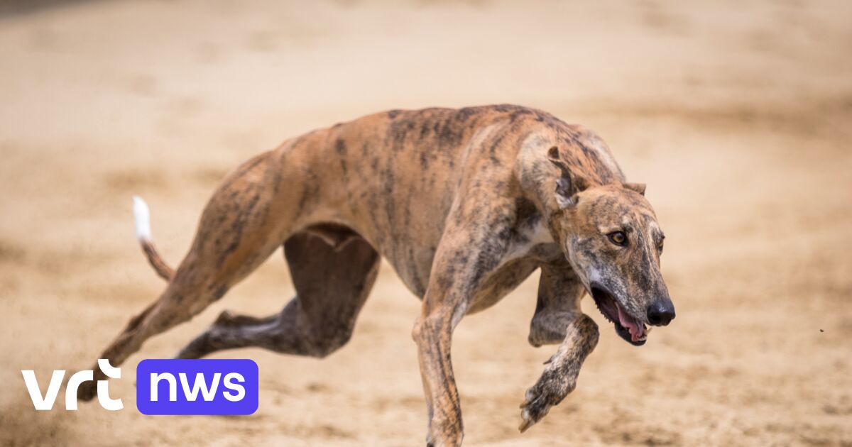 Optocht voor welzijn van Spaanse windhonden in Leuven: "Die honden ...