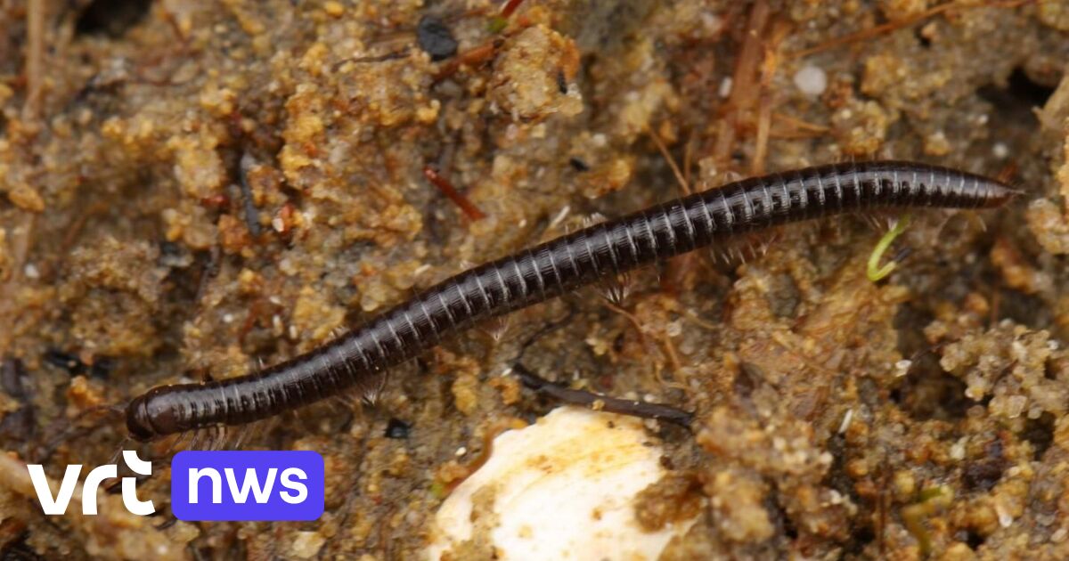 Zesjarige vindt soort miljoenpoot die nooit eerder ontdekt was in ons ...