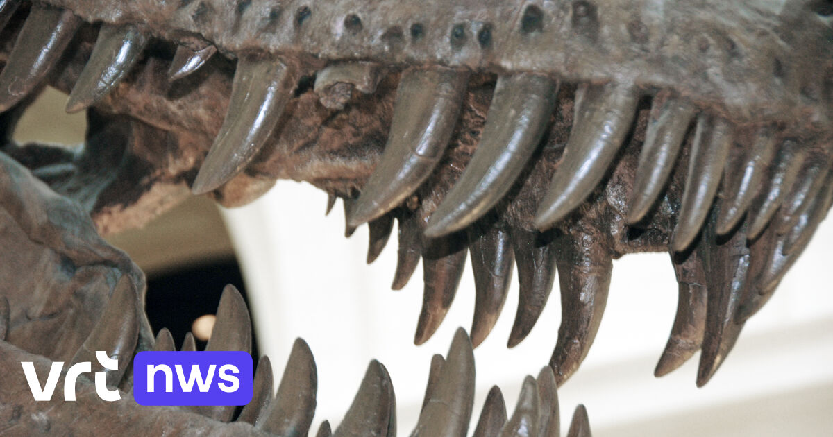 Bestaat er naast de Tyrannosaurus rex ook een T. imperator en een T ...