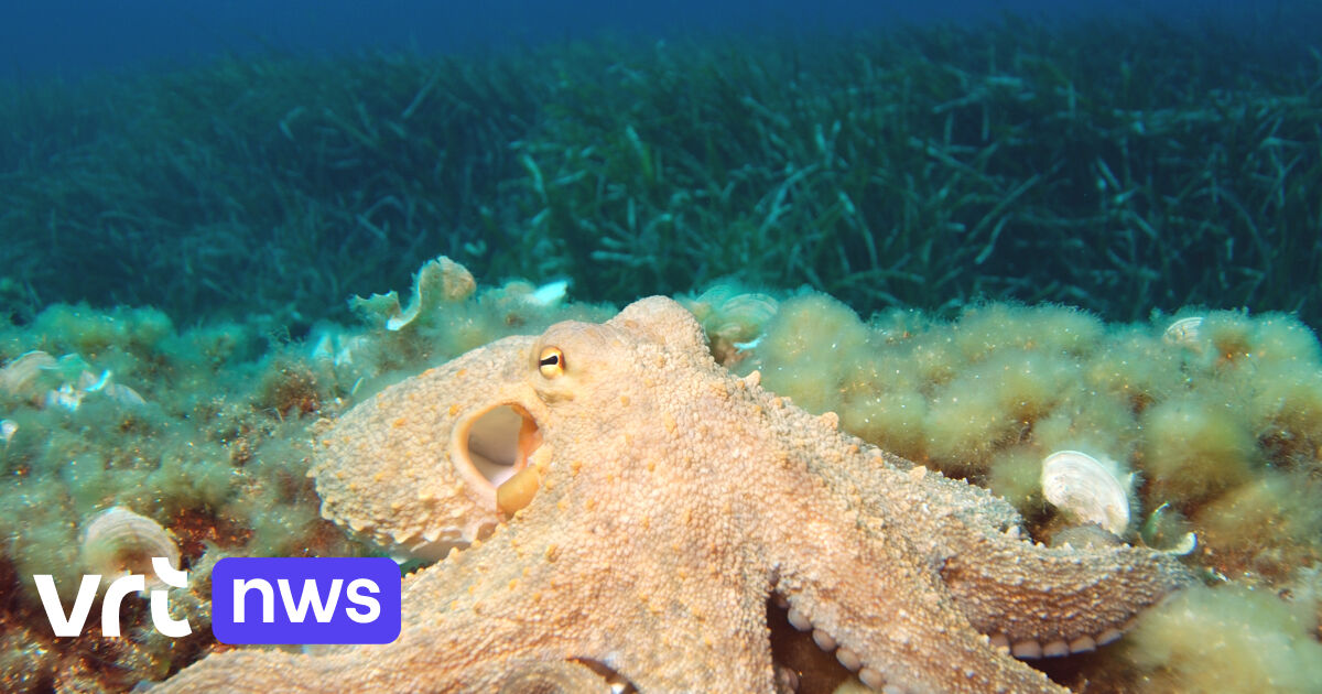 “Even slim als aapje": experten hebben vragen bij kweken van octopussen ...