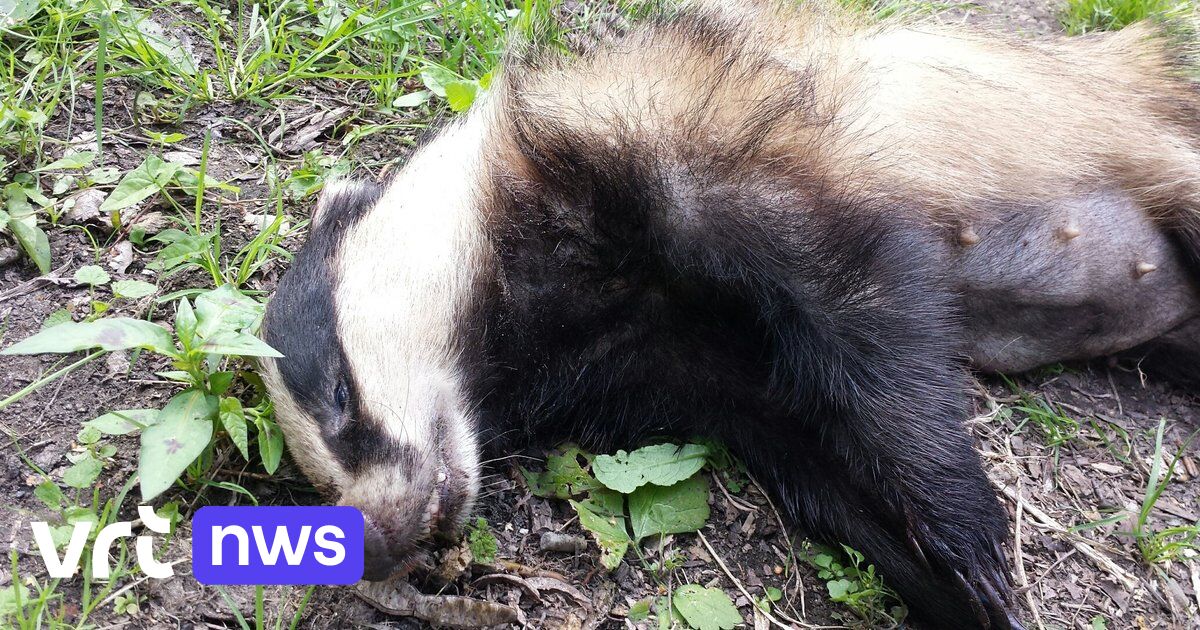 134 dassen doodgereden op Limburgse wegen afgelopen jaar: "Met extra ...