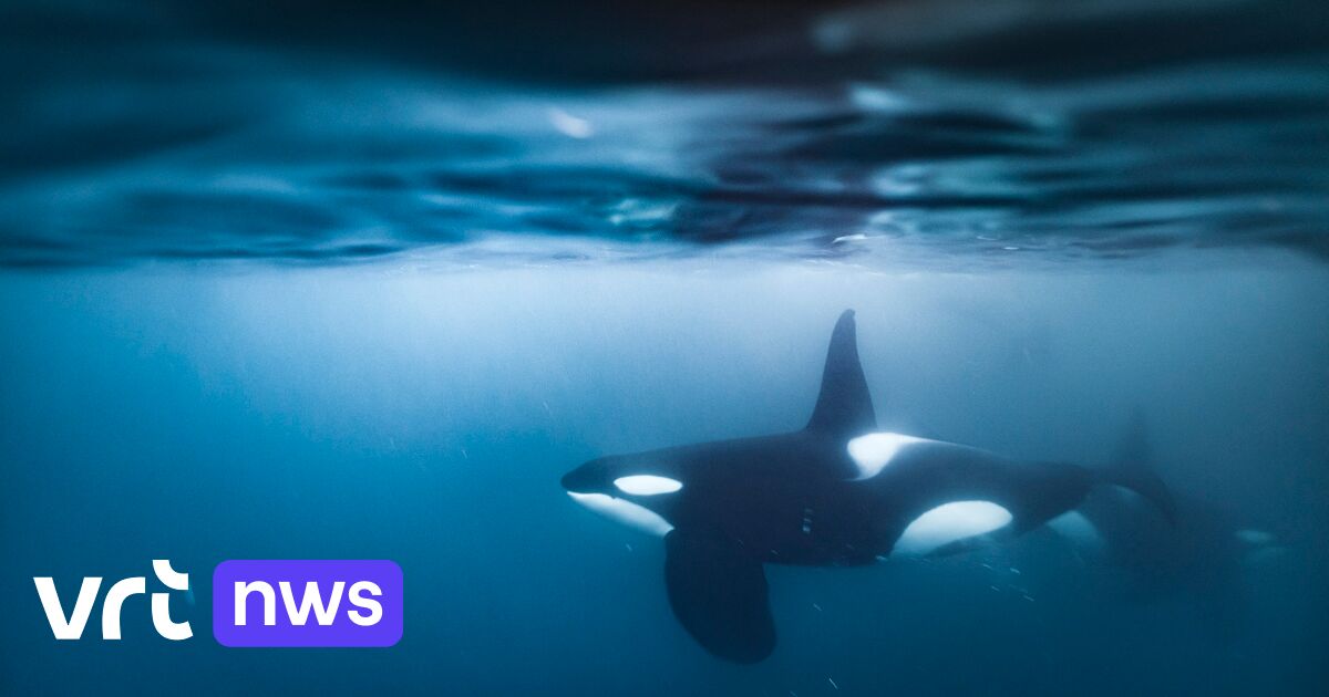 Walvisgeluiden moeten verdwaalde orka van Seine weer naar zee lokken ...