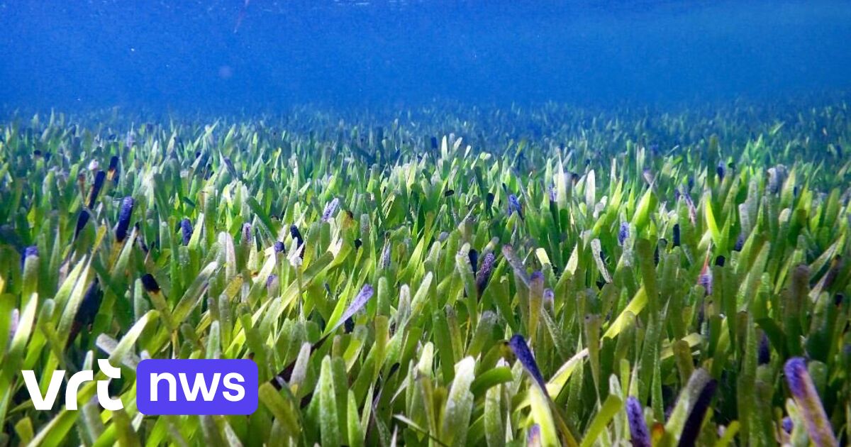 Wetenschappers ontdekken grootste plant ter wereld, die zichzelf al 4. ...