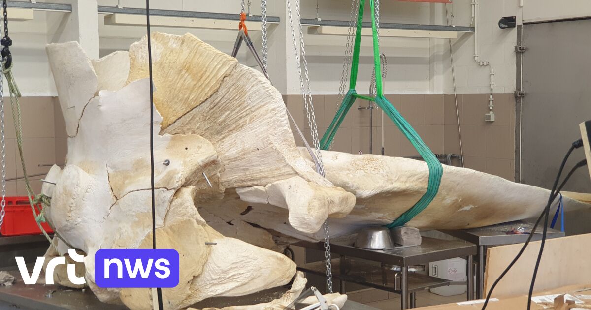 Skelet potvis Valentijn nog op geheime locatie: "Bezoek boeken wel al ...