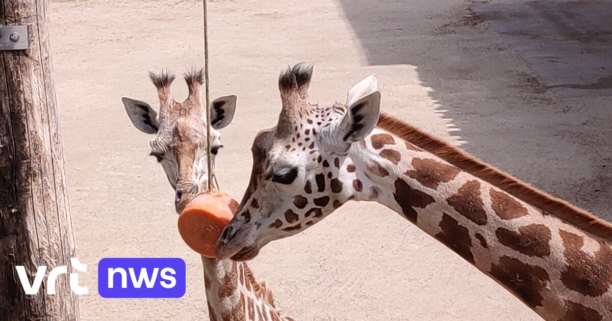 Dieren in Bellewaerde genieten van verfrissend ijsje tijdens warme dagen | VRT NWS: nieuws