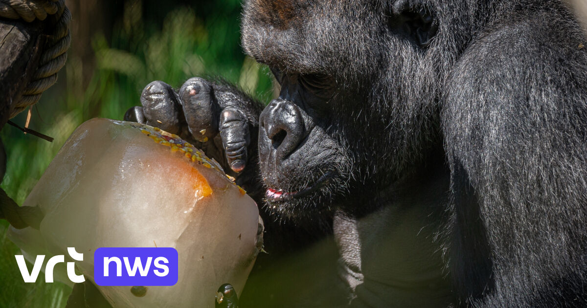 IJsjes met fruit of vis tegen hitte voor dieren in Zoo Antwerpen en Planckendael | VRT NWS: nieuws