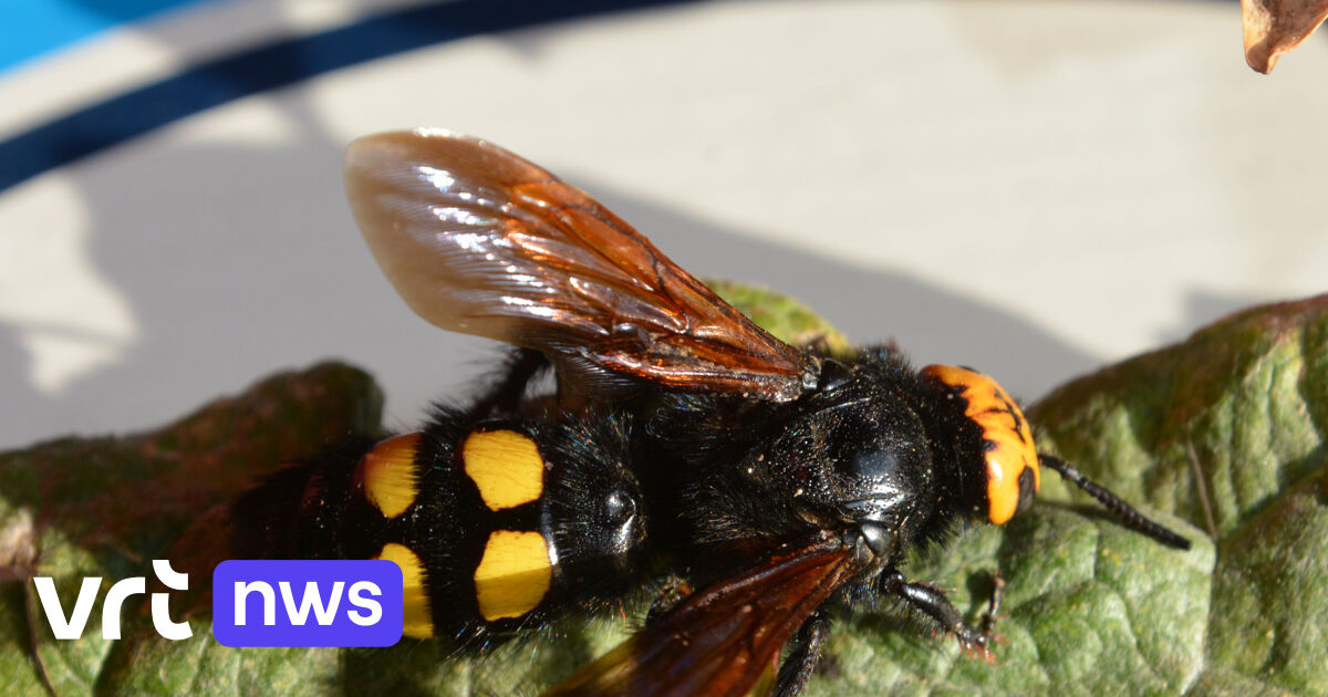 Grootste wesp van Europa voor het eerst gespot in België: "Van zuiden ...