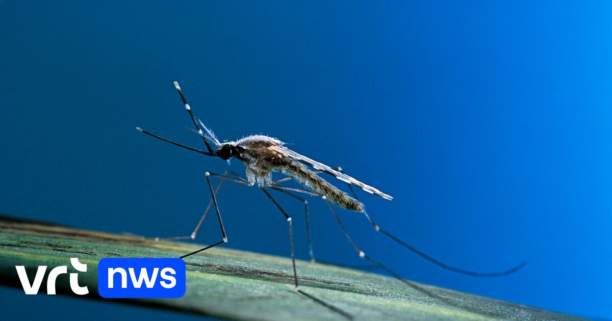 Wat als malariamuggen naar België reizen? Vijf vragen en antwoorden ...