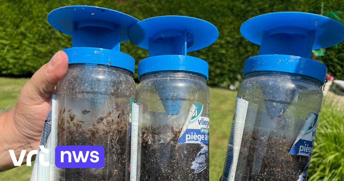 Oorzaak vliegenplaag Willebroek blijft onduidelijk, inspecteurs vinden ...
