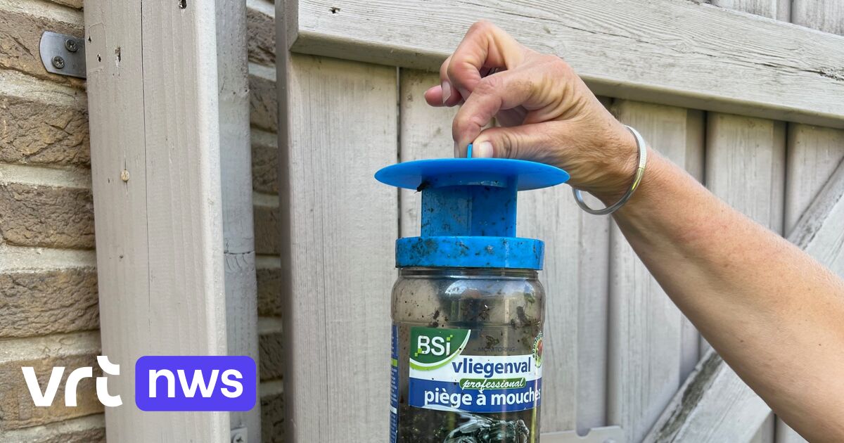 Willebroek start onderzoek naar vliegenplaag: "Buiten eten of de was ...