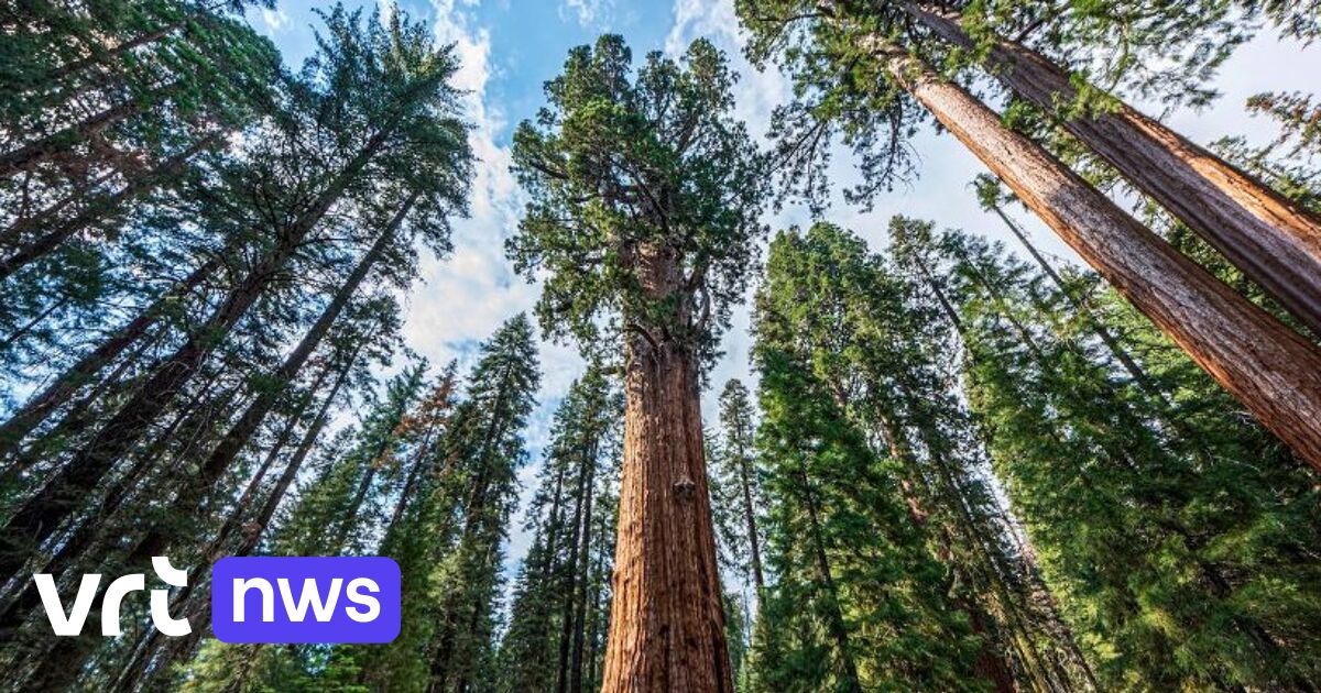 Bezoekje aan hoogste boom ter wereld? Dan riskeer je 5.000 euro boete ...