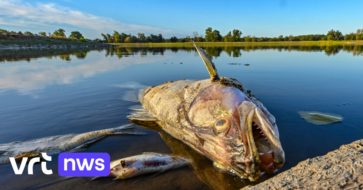 Duizenden dode vissen in Duitse deel van Oder-rivier na mogelijke ...