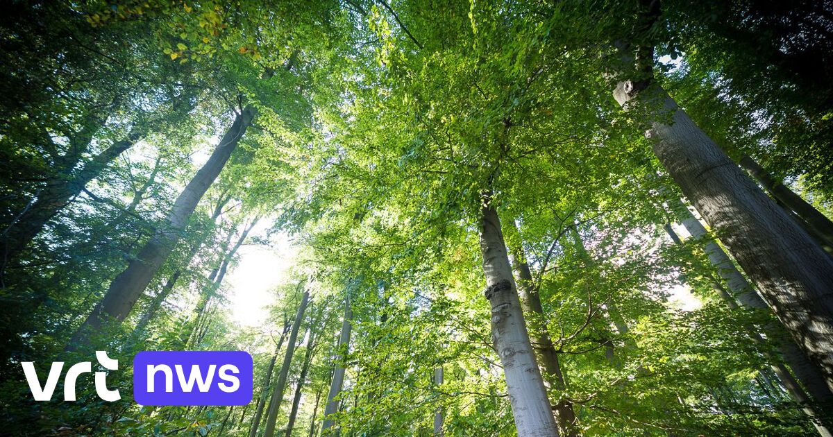 Vijf hectare jonge, stervende bomen in Mol maken plaats voor duurzamer ...
