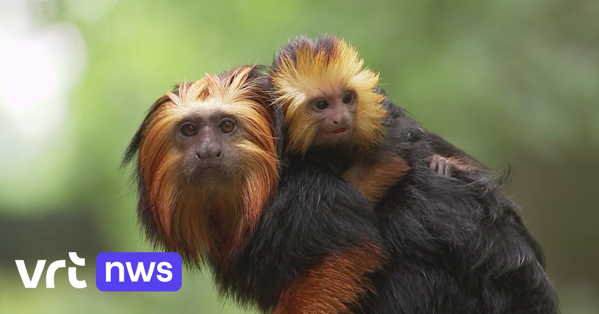 Golden-headed tamarin twins born in Planckendael Zoo | VRT NWS: news