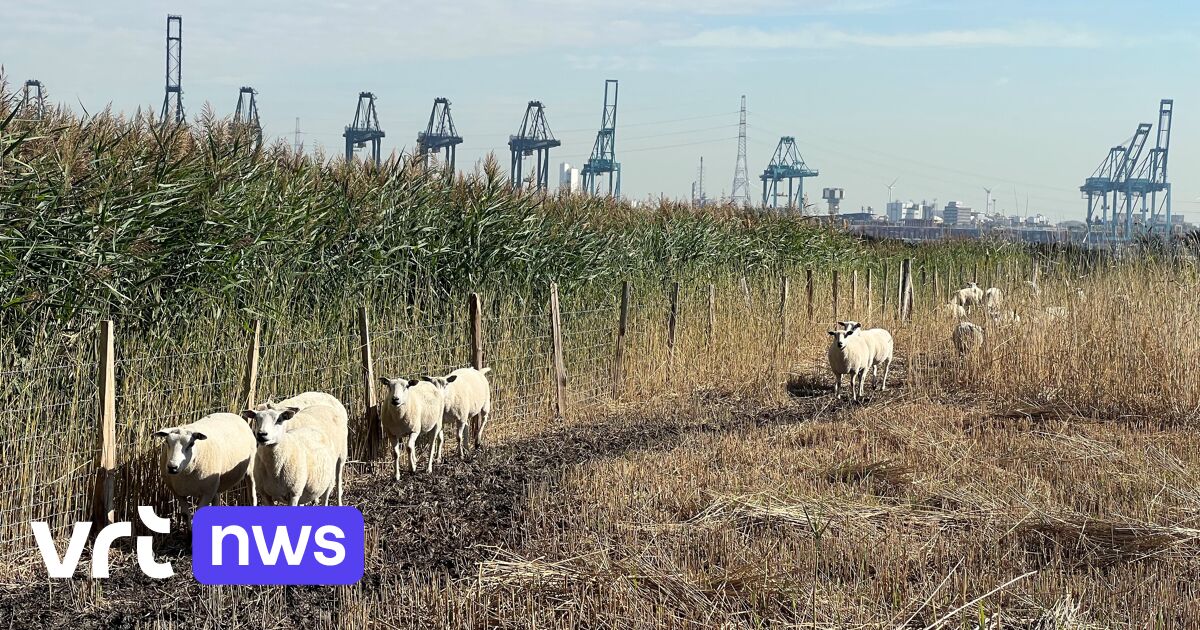 60 schapen grazen in natuurgebied in Doel: "Zulke projecten trekken ...