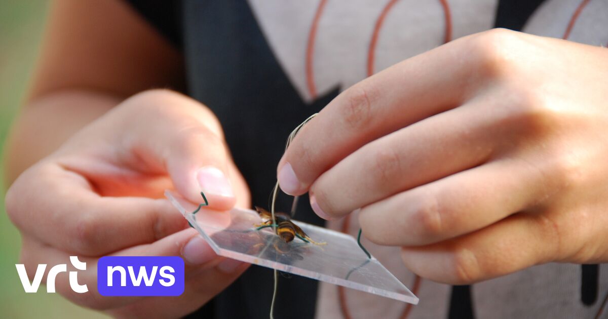 Primeur in Vlaanderen: Mini-zendertje rond wespentaille verraadt locatie van 2 hoornaarsnesten ...