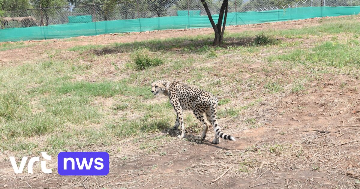 India verwelkomt opnieuw cheeta's in het wild, op de verjaardag van de ...