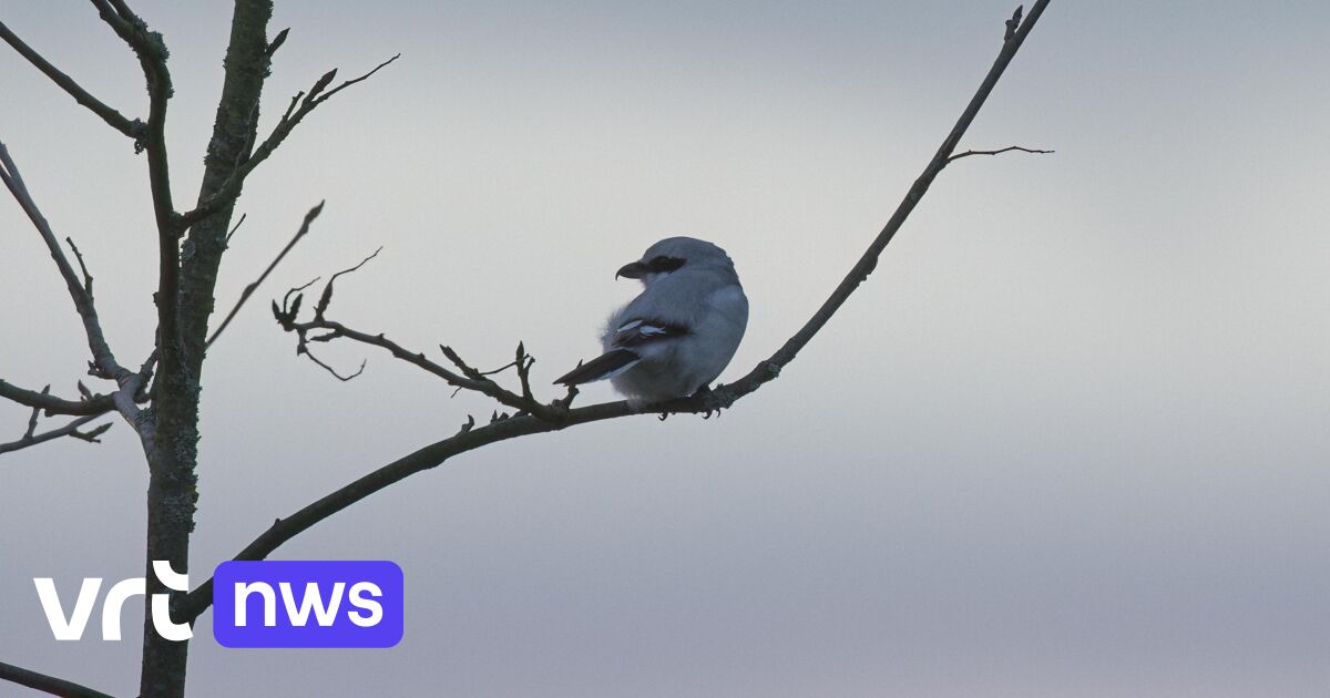 "Onze natuur" nu ook een 7-delige tv-reeks: ontdek hier enkele ...