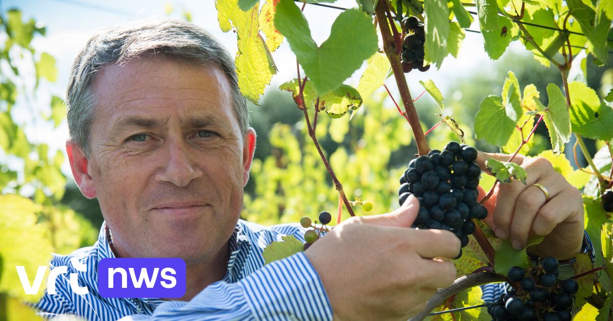 2022, a vintage year for Belgian wines? | VRT NWS: news