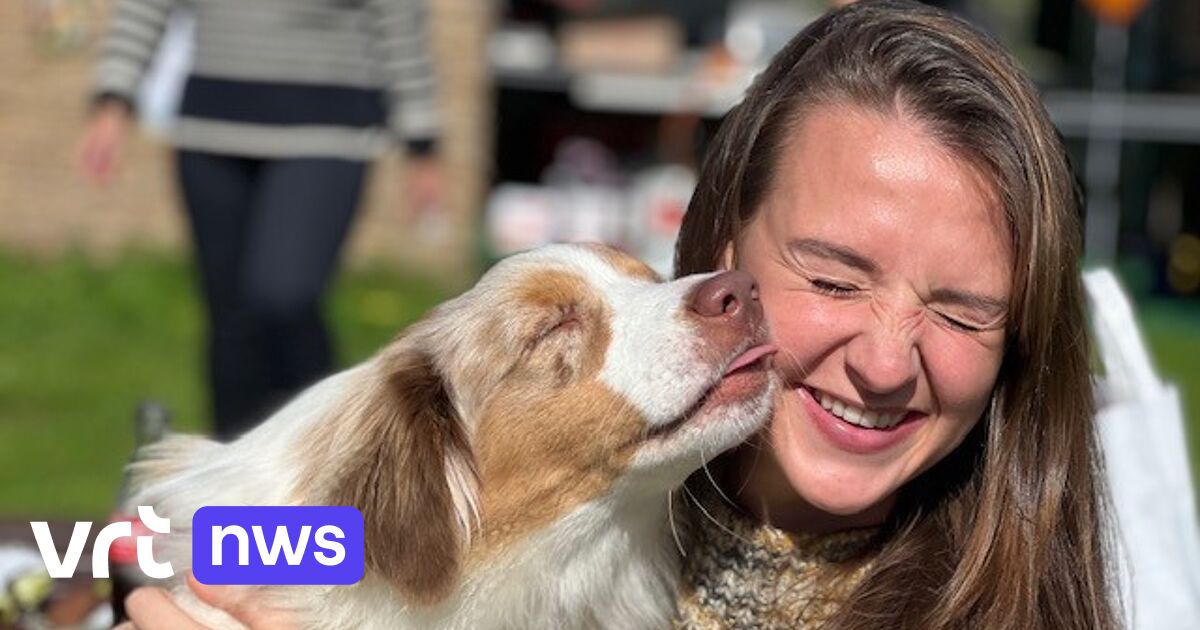 Viervoeters leven zich uit op hondenfestival in Holsbeek: "Hij wordt ...