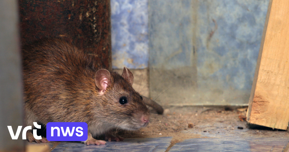Turnhout voert strijd tegen ratten op: "We zullen ook eigen burgers op ...
