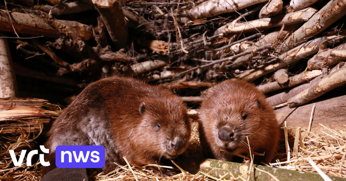 Bever zet opmars in Vlaams-Brabant verder: populatie in 5 jaar tijd ...